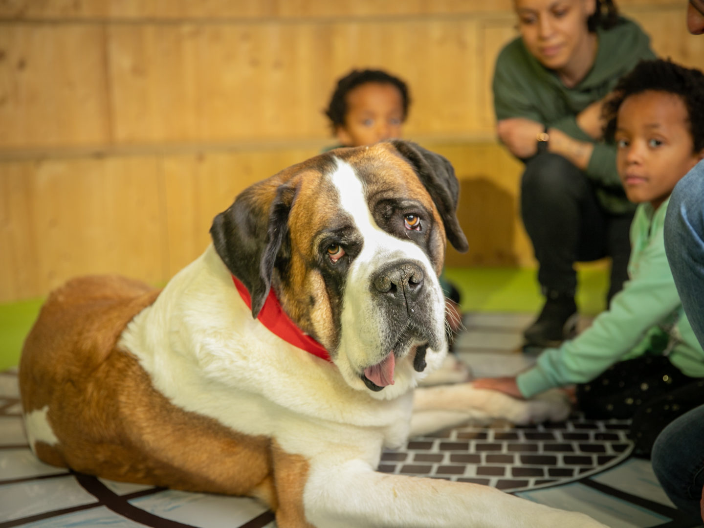 Ziva rencontre Alicia & Shana - Fondation Barry du Grand-Saint-Bernard