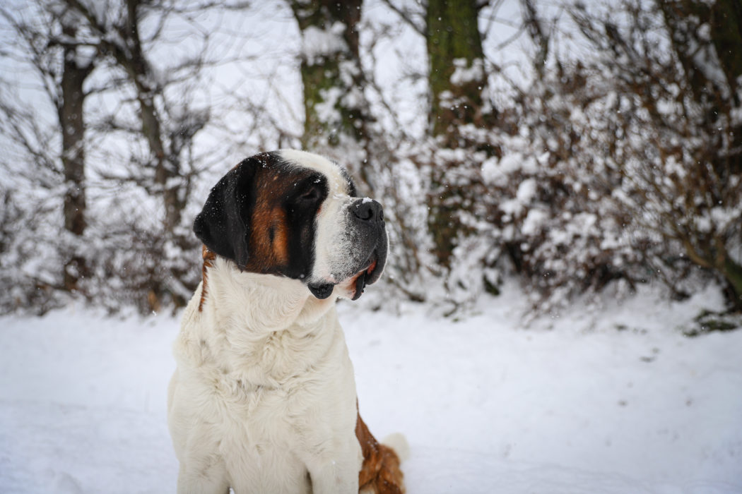 V'Barry du Grand St. Bernard - Our dogs - Fondation Barry