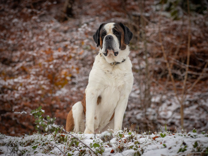 V'Barry du Grand St. Bernard - Our dogs - Fondation Barry