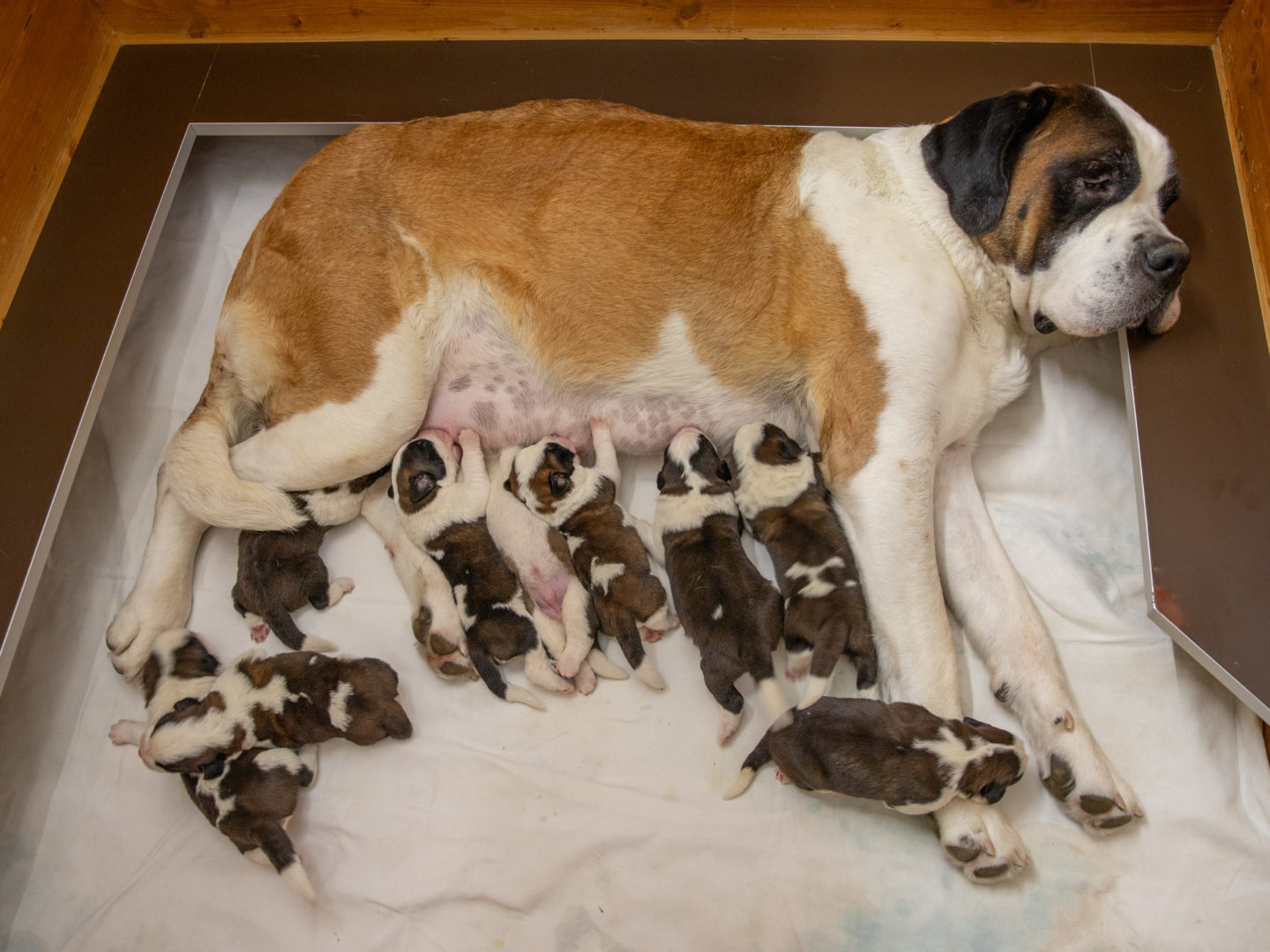 Baltic du Grand St. Bernard a donné naissance à 9 chiots - Fondation ...