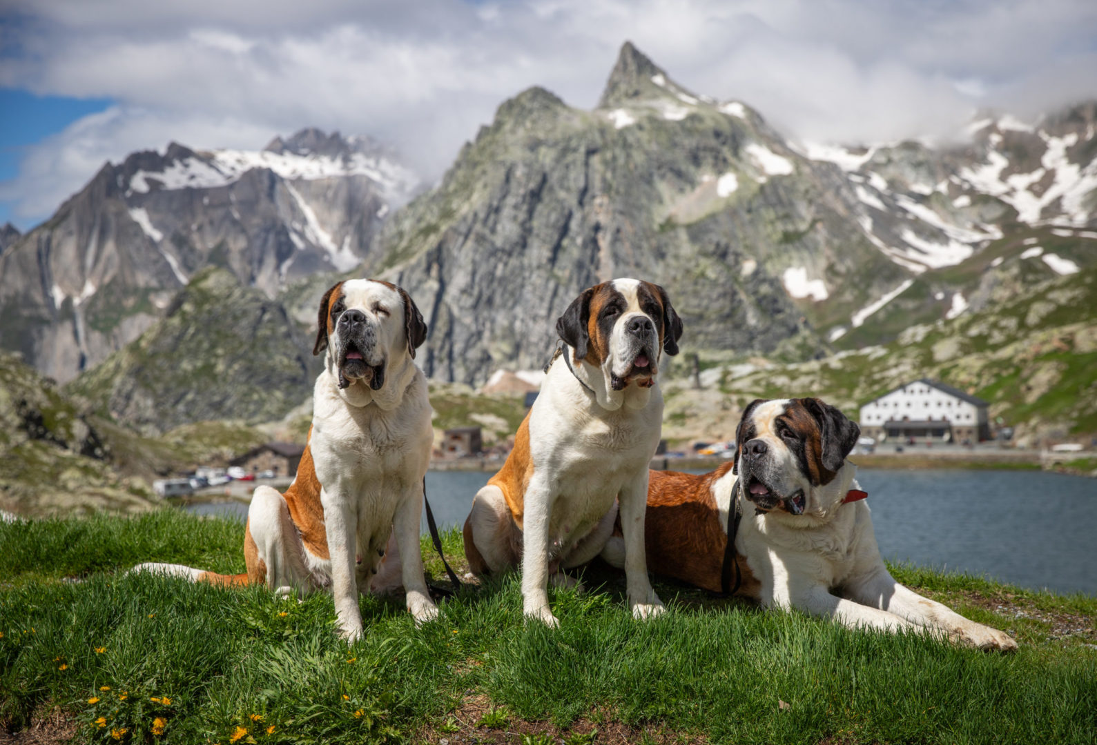 Stay at the Great Saint Bernard Pass - News - Fondation Barry