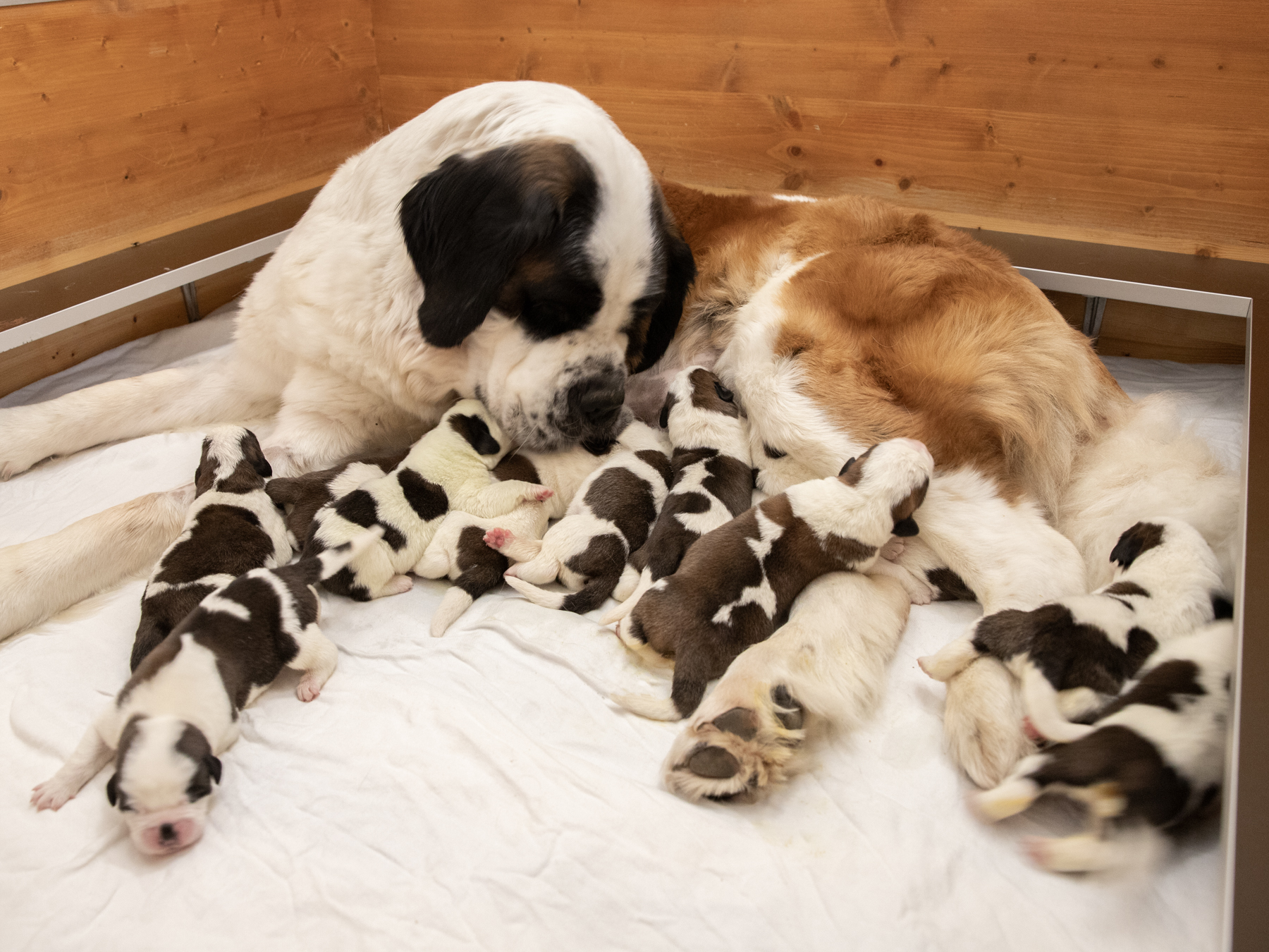 Onze adorables chiots Saint-Bernard - Fondation Barry du Grand-Saint ...