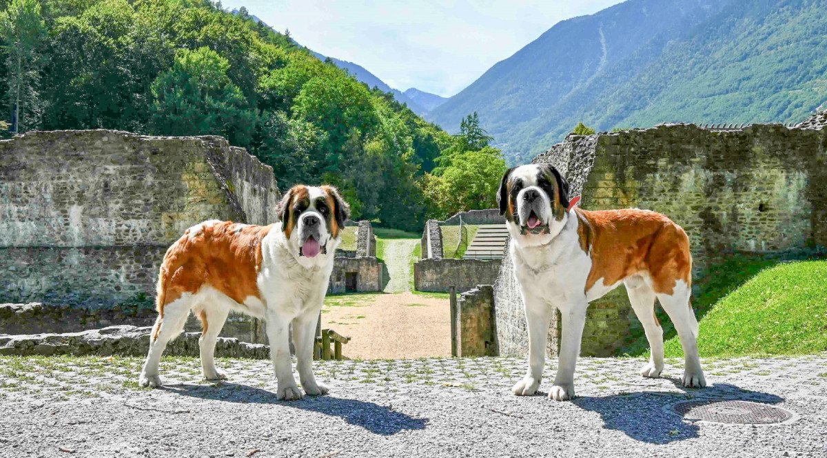 Nos Barry au niveau mondial - Fondation Barry du Grand-Saint-Bernard