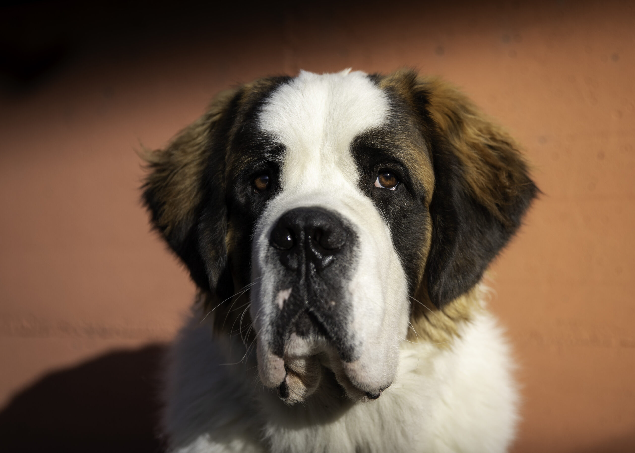 Wilo Du Grand St Bernard Nos Chiens Fondation Barry Du Grand Saint