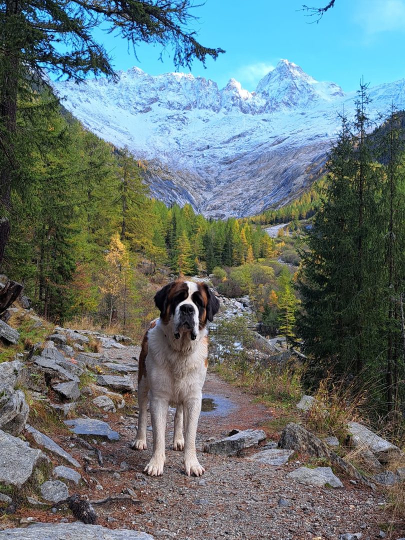 Ann (Abby) vom Baronenschloss - Our dogs - Fondation Barry