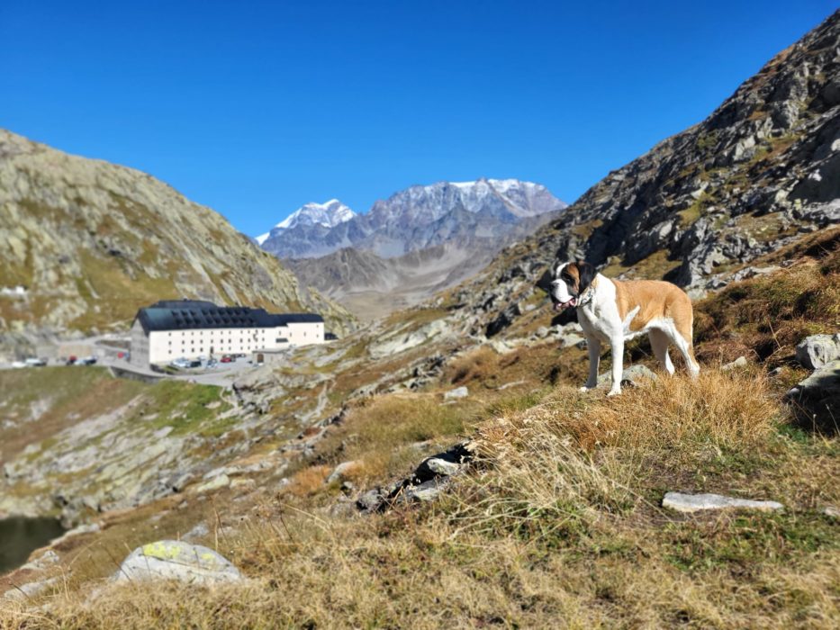Baltic du Grand St. Bernard - Our dogs - Fondation Barry