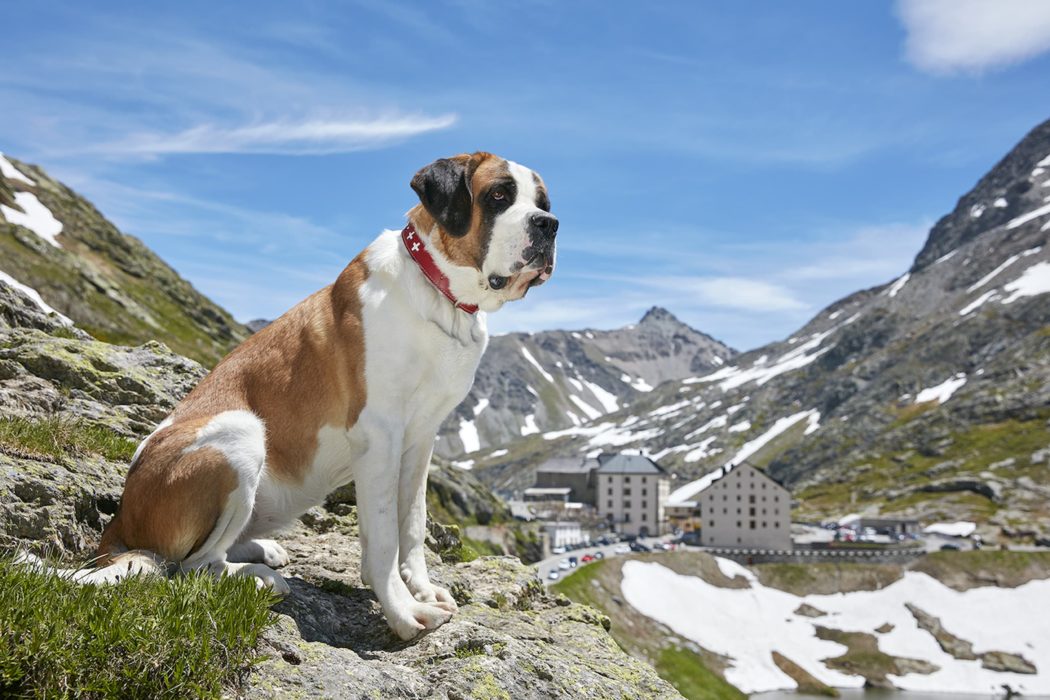 Great Saint Bernard Pass - Experiences - Fondation Barry