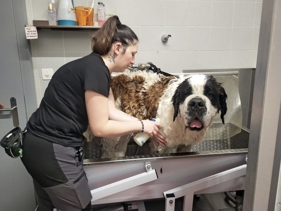 Haïka: Trächtigkeitstagebuch - News - Fondation Barry - Fondation Barry