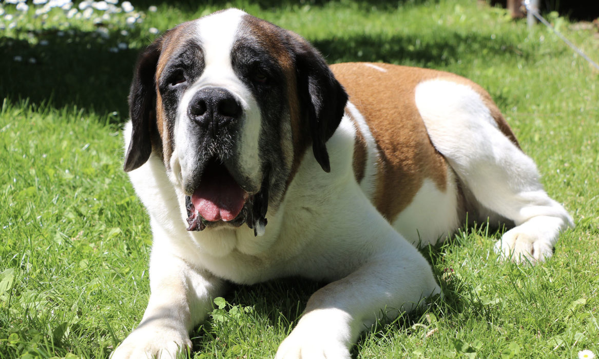 Homer-Barry du Grand St. Bernard - Our dogs - Fondation Barry
