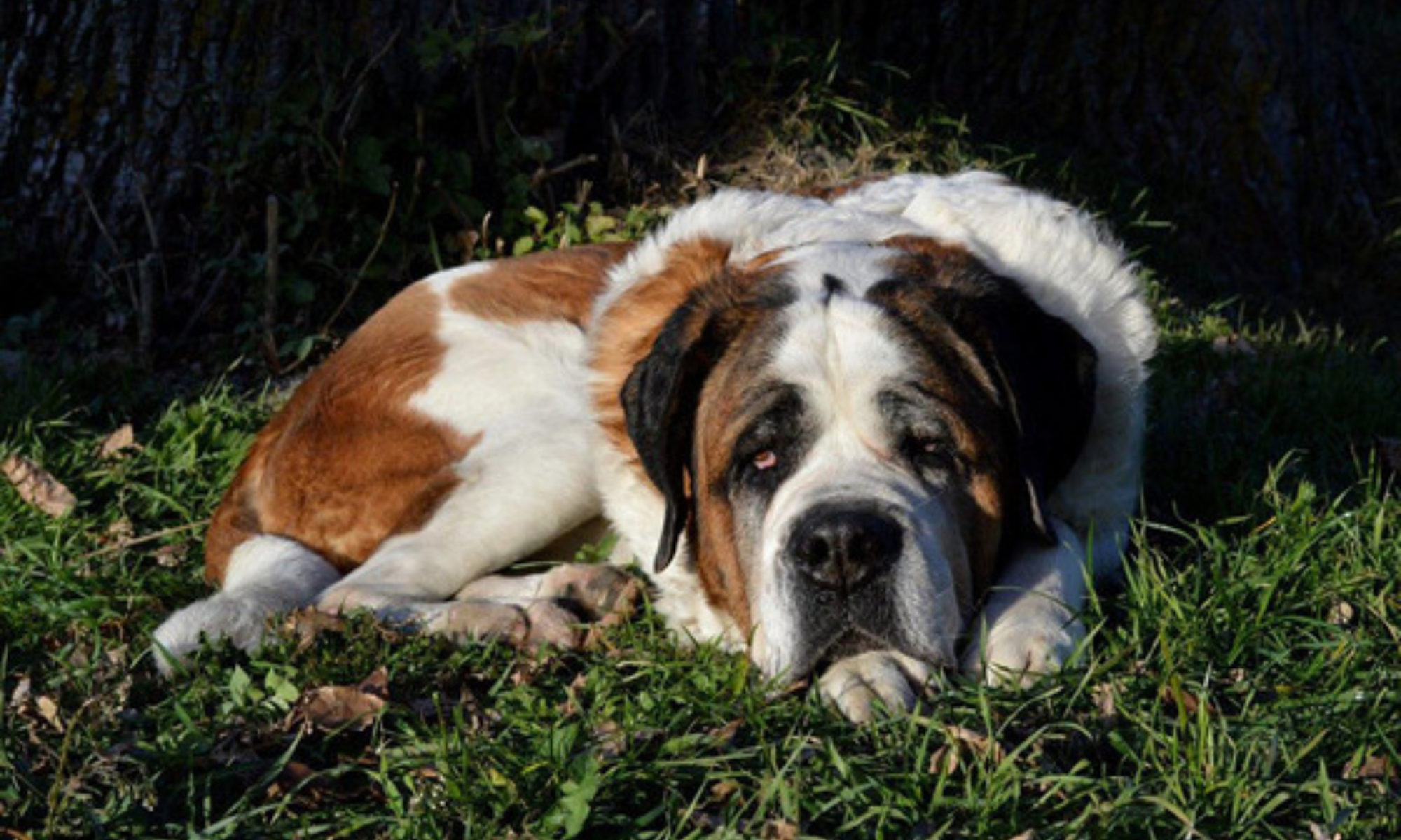 Kosima du Grand St. Bernard - Our dogs - Fondation Barry