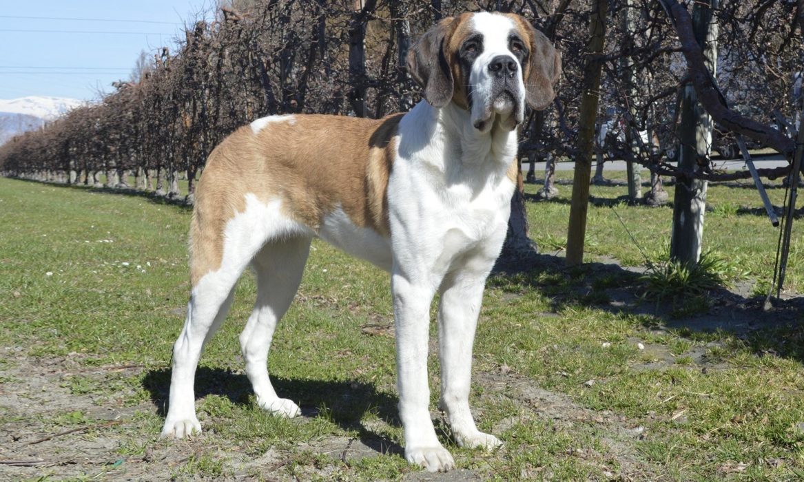 Roxy van de Burggravehoeve - Our dogs - Fondation Barry