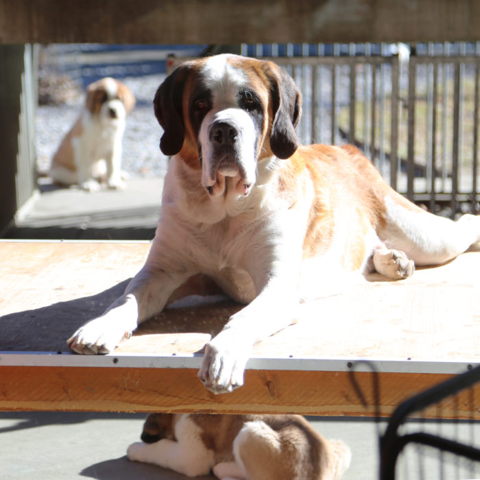 Roxy van de Burggravehoeve - Our dogs - Fondation Barry du Grand-Saint ...